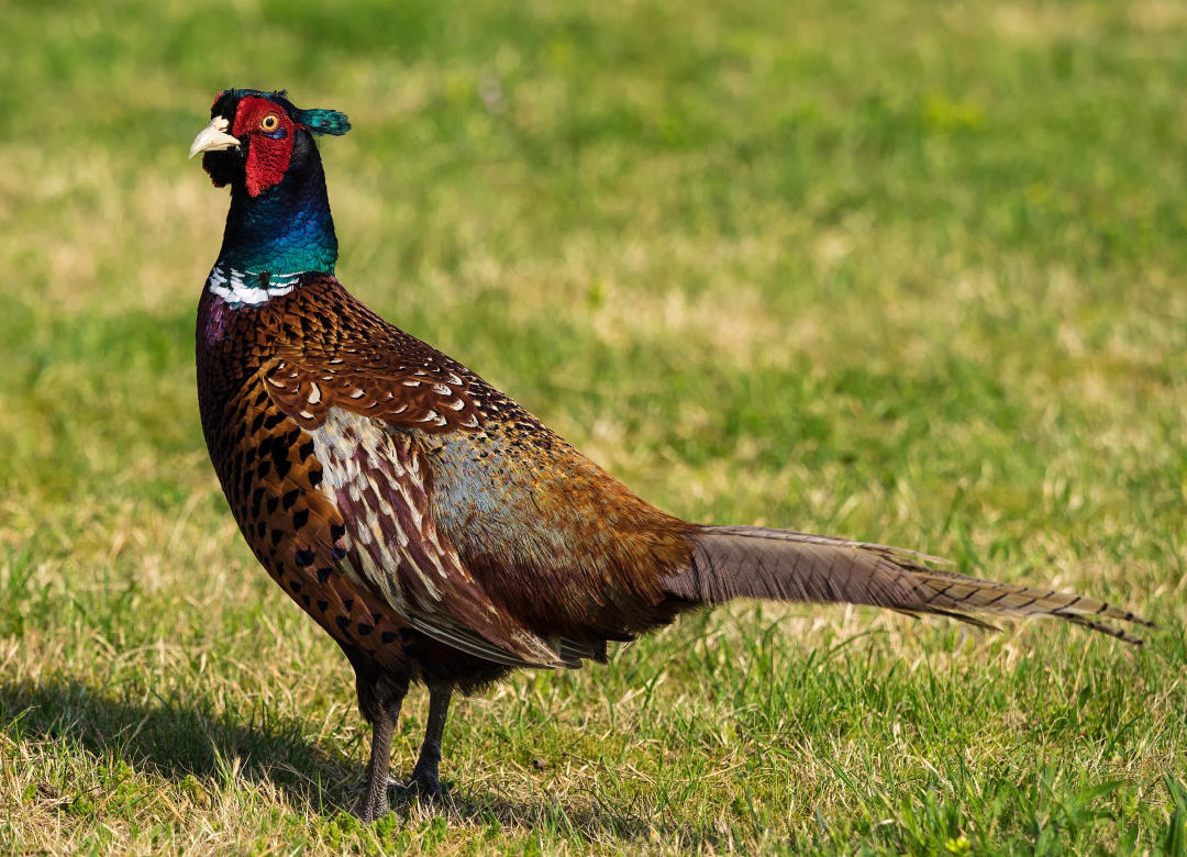 Lovački ispit - BLOG